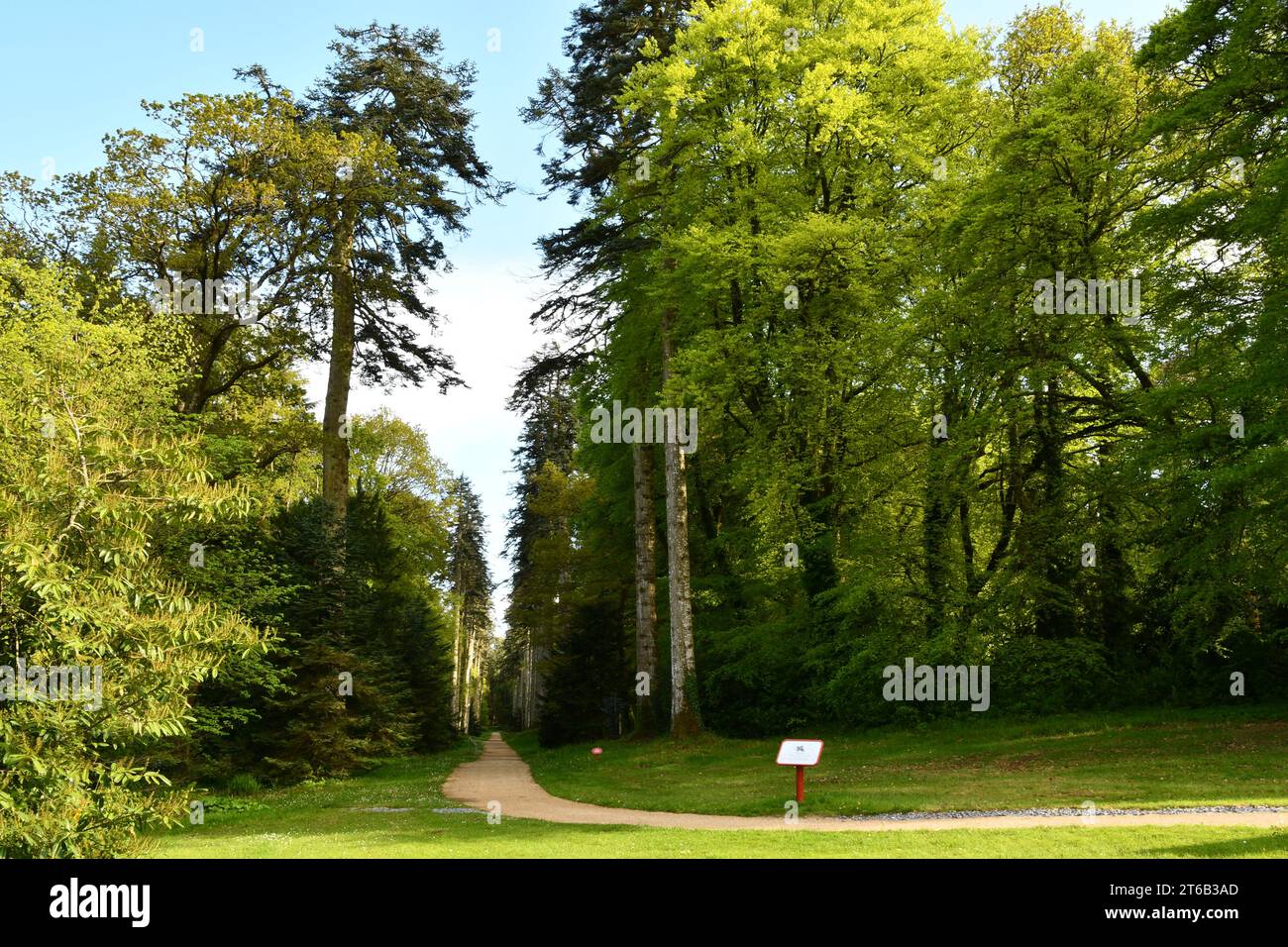 Avenue of fir trees hi-res stock photography and images - Alamy