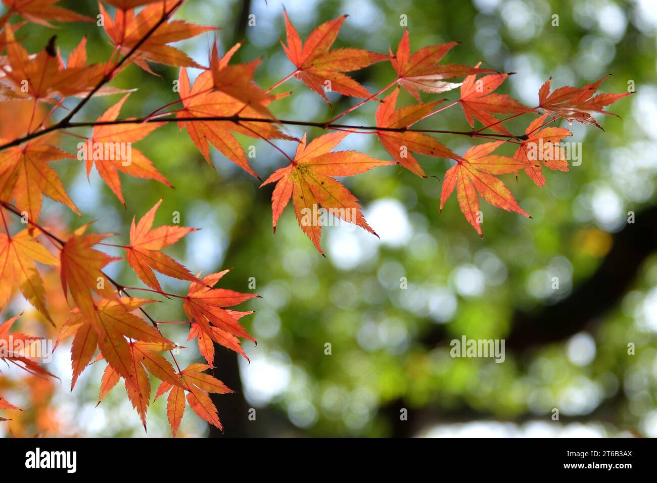 The red and orange Autumn foliage of the acer palmate, Japanese maple ...