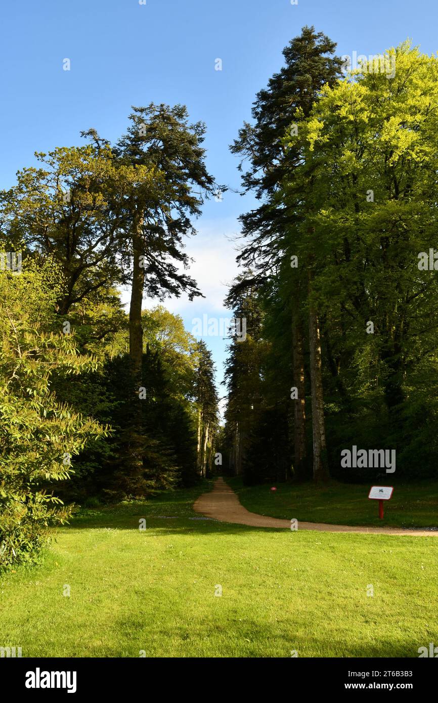 Fir tree avenue in the Woodstock Gardens and Arboretum Stock Photo - Alamy