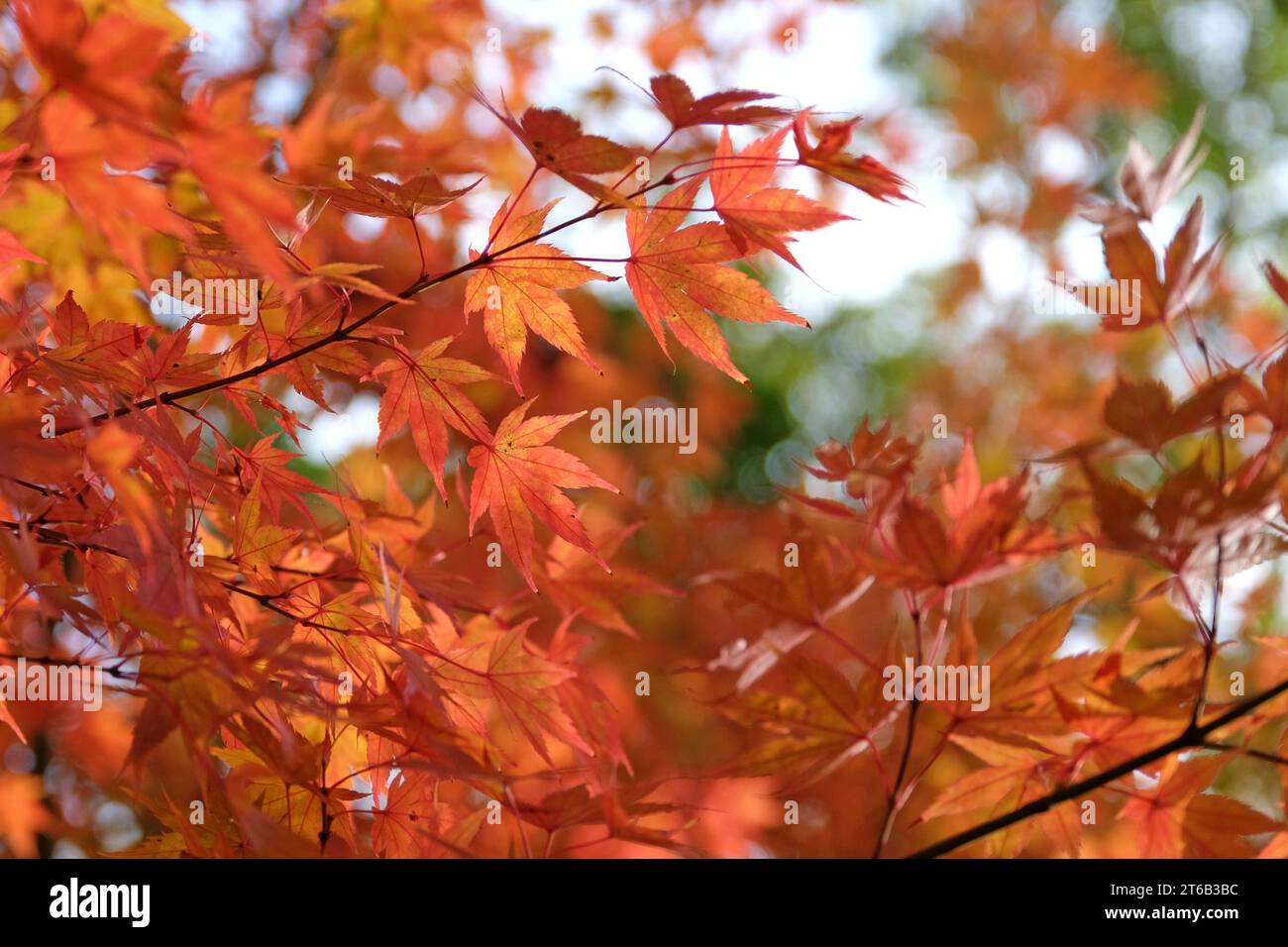 The red and orange Autumn foliage of the acer palmate, Japanese maple ...