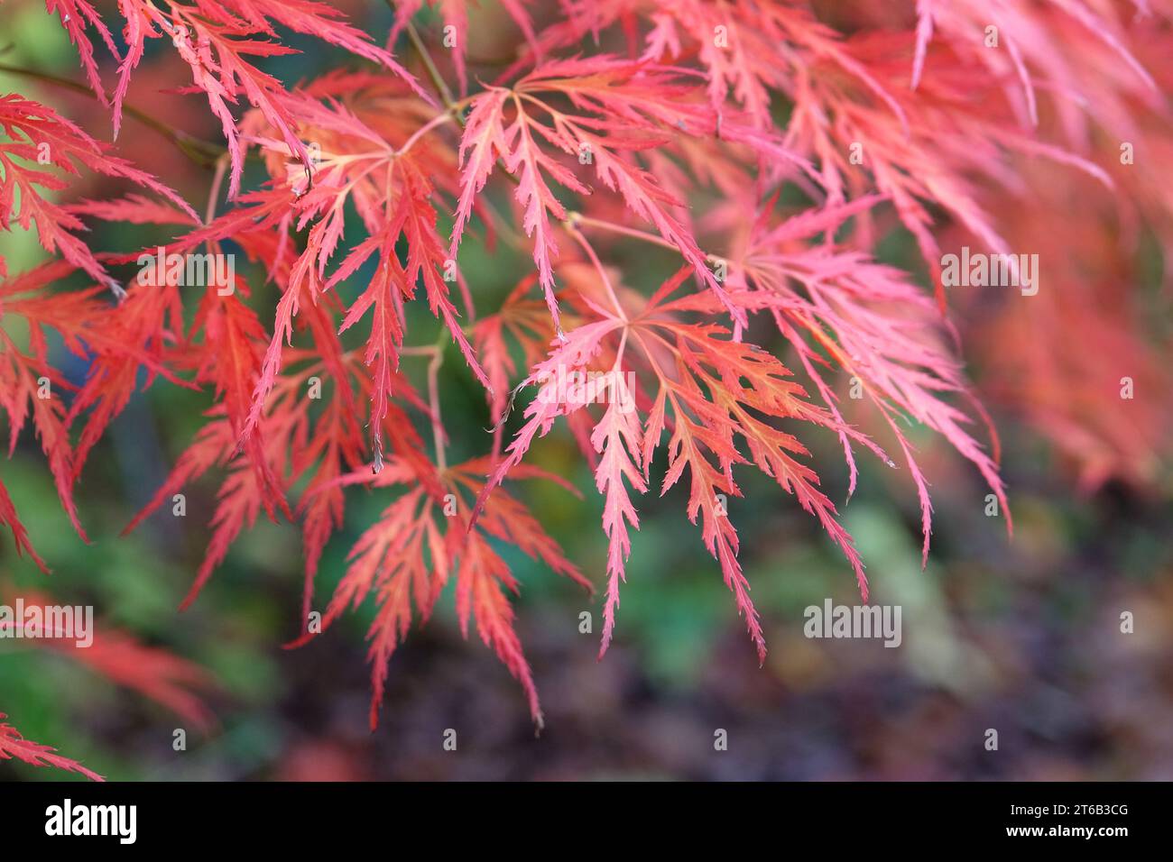 The red dissected leaves of the Acer palmatum Dissectum Viride Group or ...