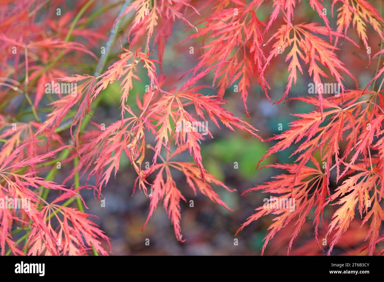 The red dissected leaves of the Acer palmatum Dissectum Viride Group or ...