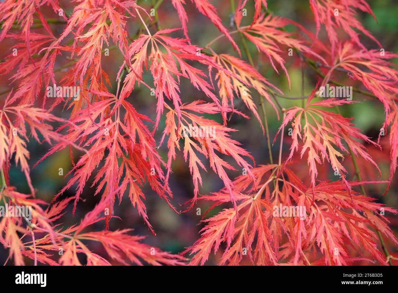 The red dissected leaves of the Acer palmatum Dissectum Viride Group or ...