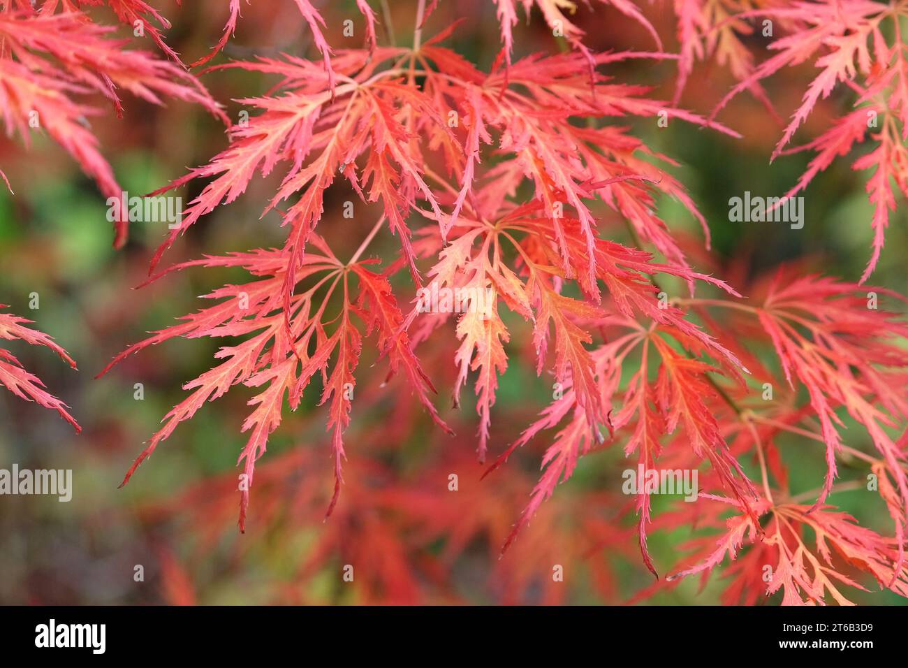 The red dissected leaves of the Acer palmatum Dissectum Viride Group or ...
