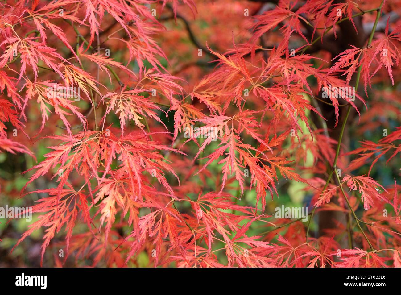 The red and orange dissected leaves of the Acer palmatum Dissectum ...