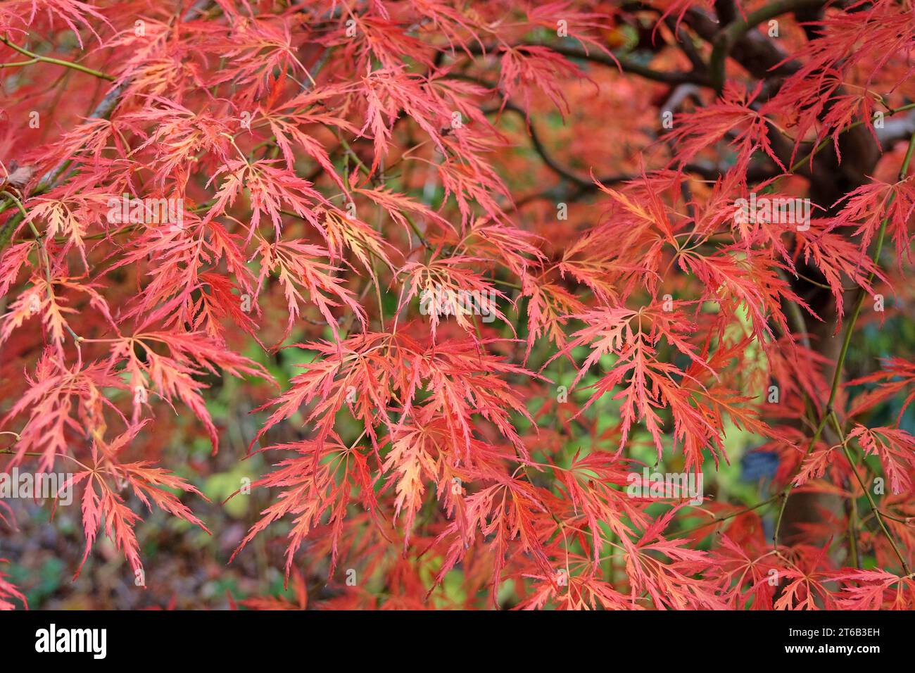 Acer palmatum dissectum viridis weeping japanese maple hi-res stock ...