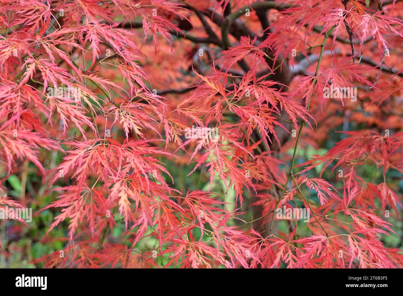 The red and orange dissected leaves of the Acer palmatum Dissectum ...