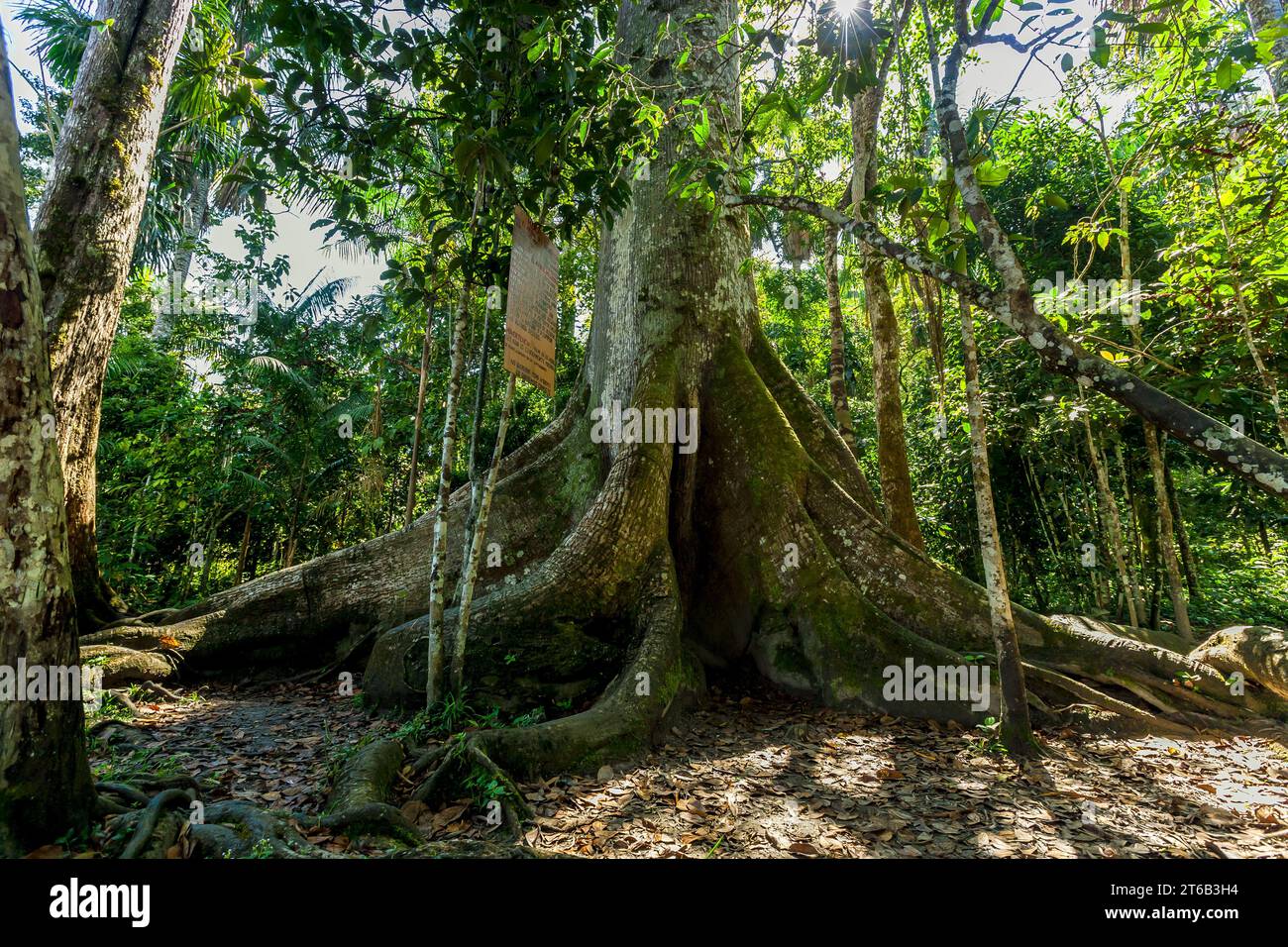 100 years old jungle tree Stock Photo - Alamy