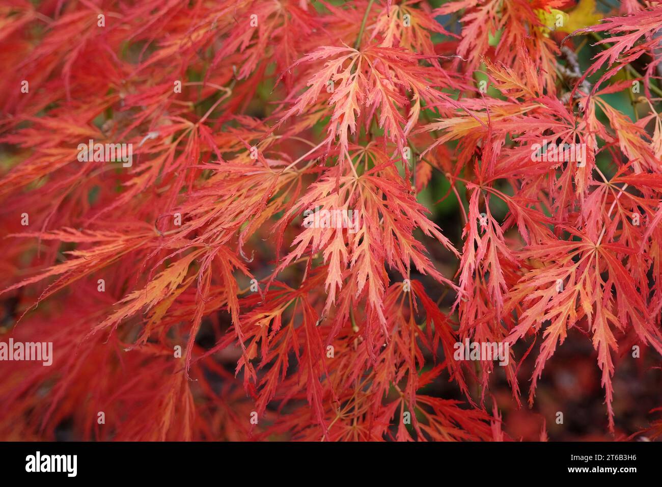 The red and orange dissected leaves of the Acer palmatum Dissectum ...