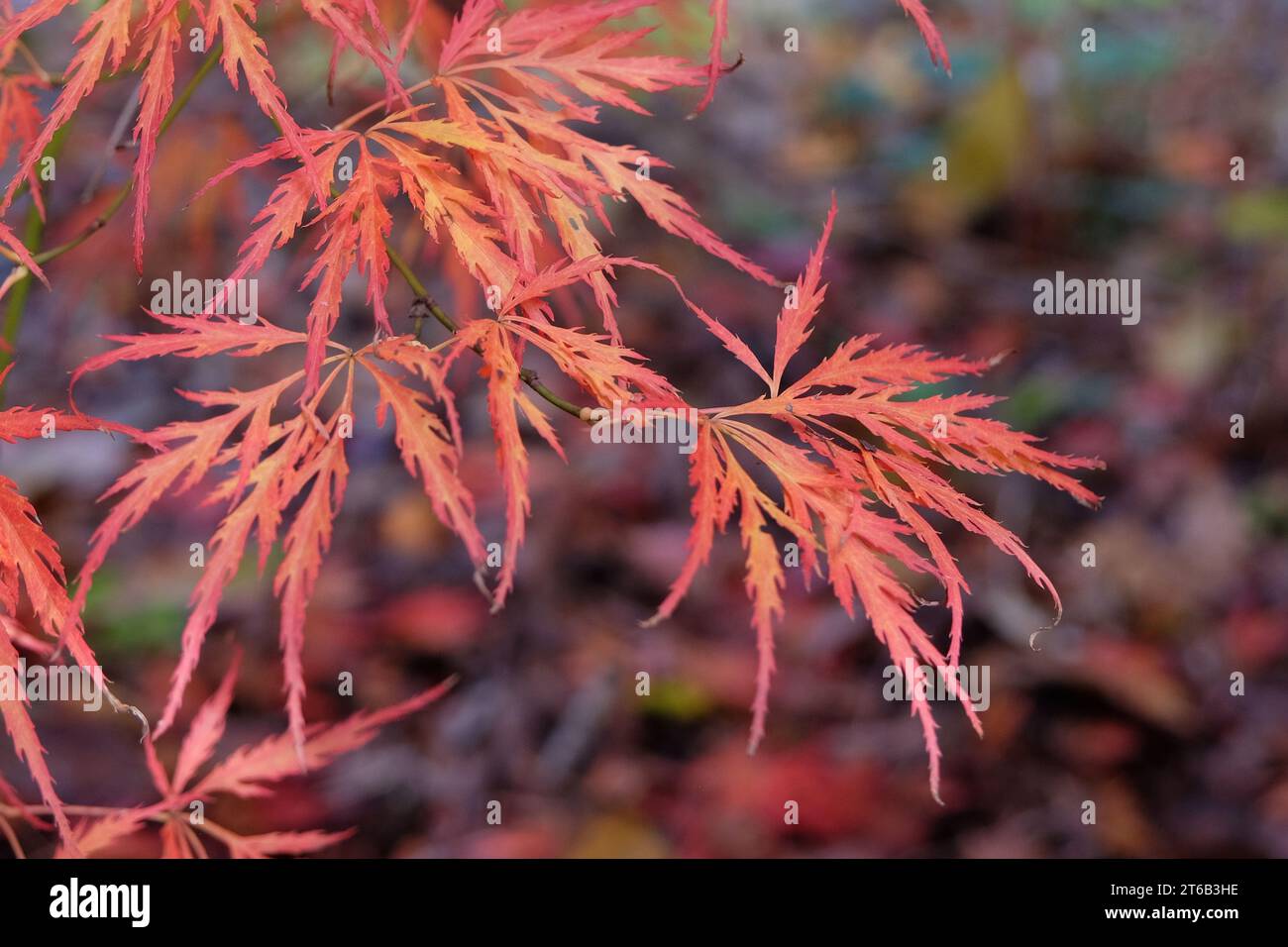 The red and orange dissected leaves of the Acer palmatum Dissectum ...