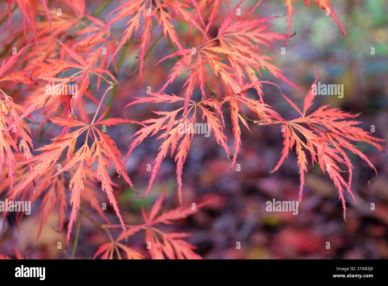 Acer palmatum dissectum viridis weeping japanese maple hi-res stock ...