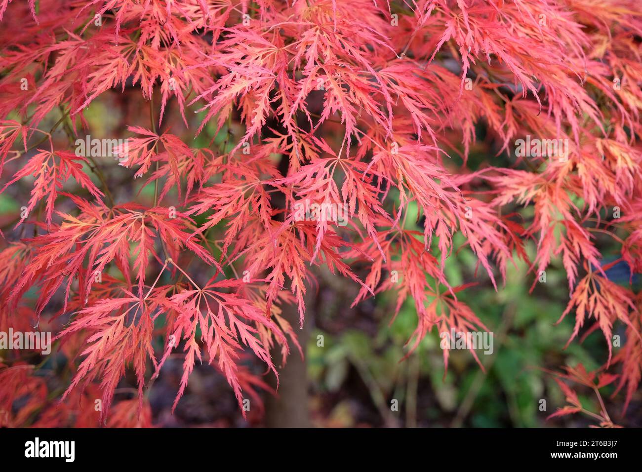 The red and orange dissected leaves of the Acer palmatum Dissectum ...