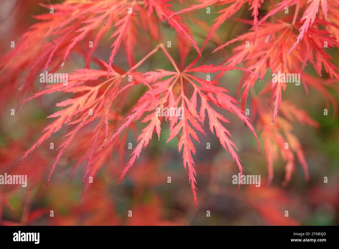 Acer palmatum dissectum viridis weeping japanese maple hi-res stock ...