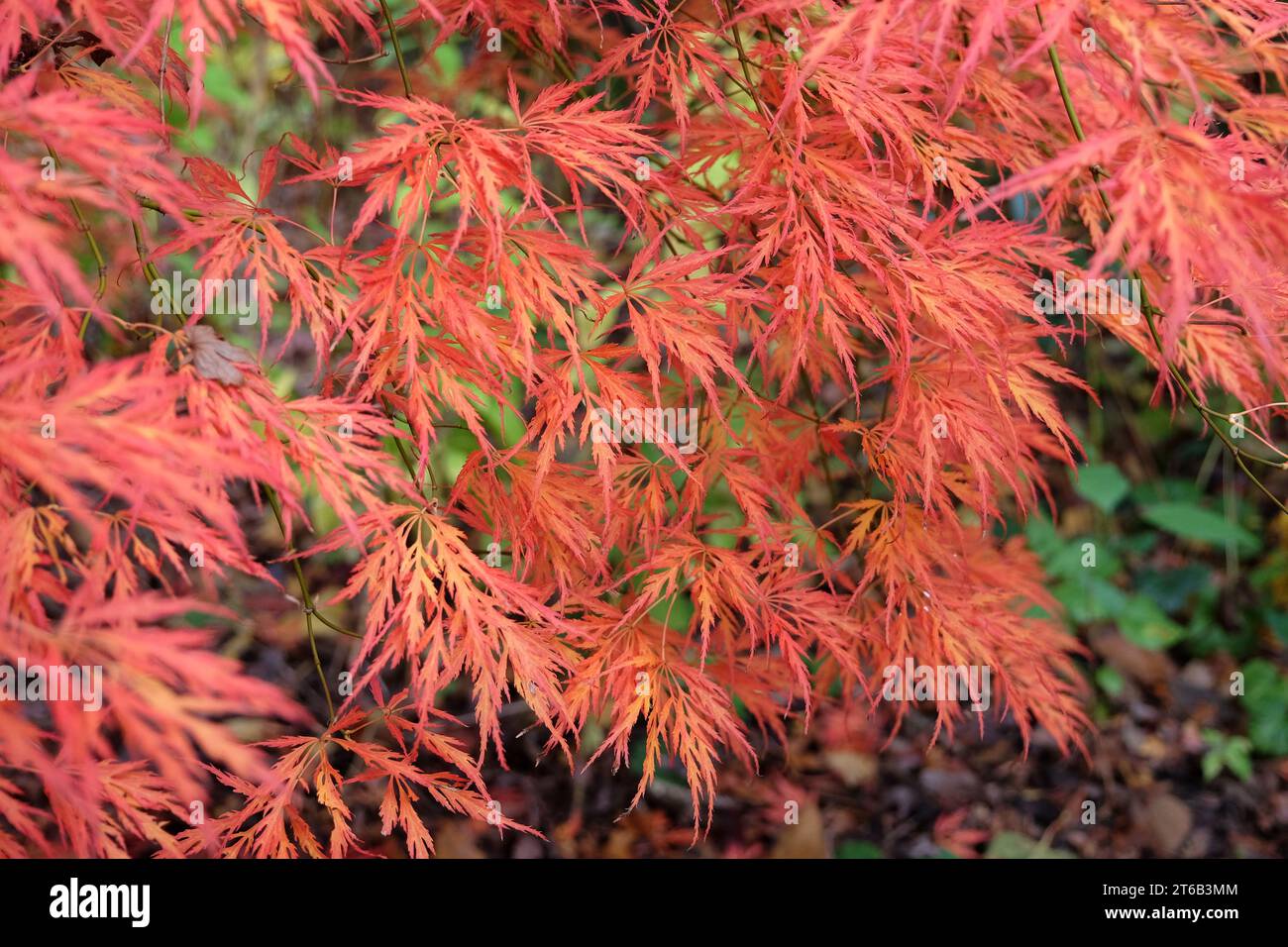 The red and orange dissected leaves of the Acer palmatum Dissectum ...
