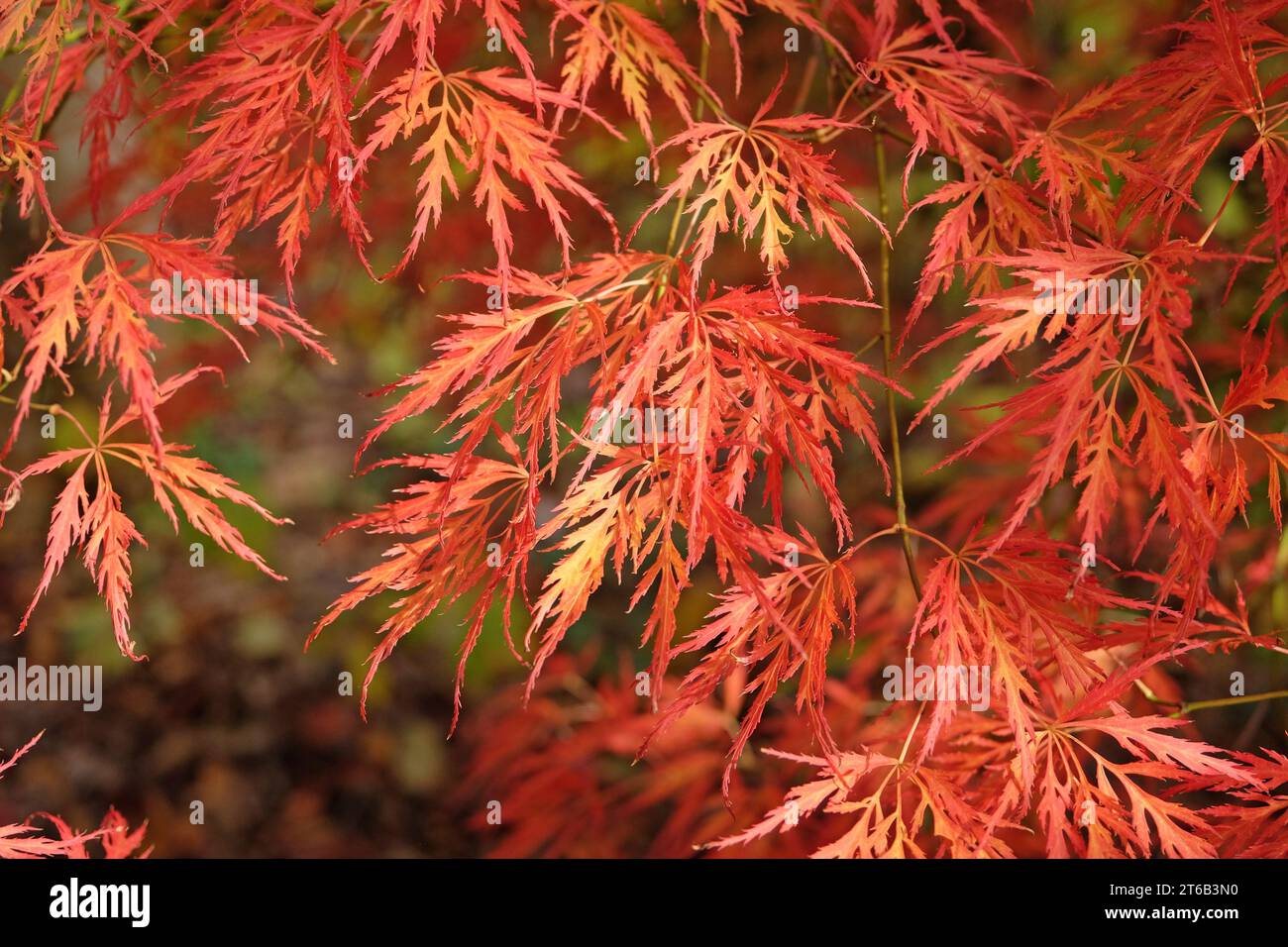 The red and orange dissected leaves of the Acer palmatum Dissectum ...