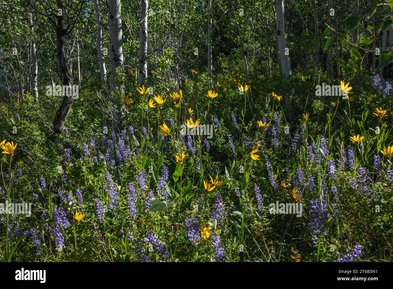 New fork lakes area hi-res stock photography and images - Alamy
