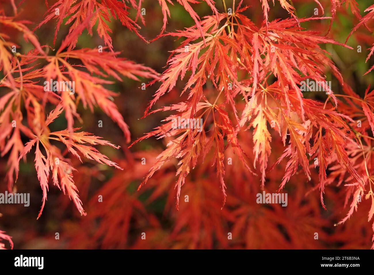 The red and orange dissected leaves of the Acer palmatum Dissectum ...