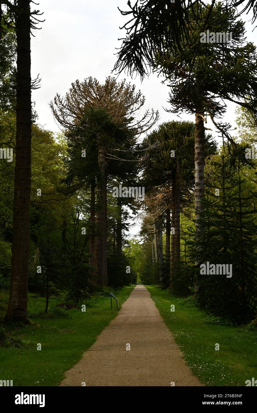 Monkey puzzle tree in the Woodstock Gardens and Arboretum Stock Photo ...