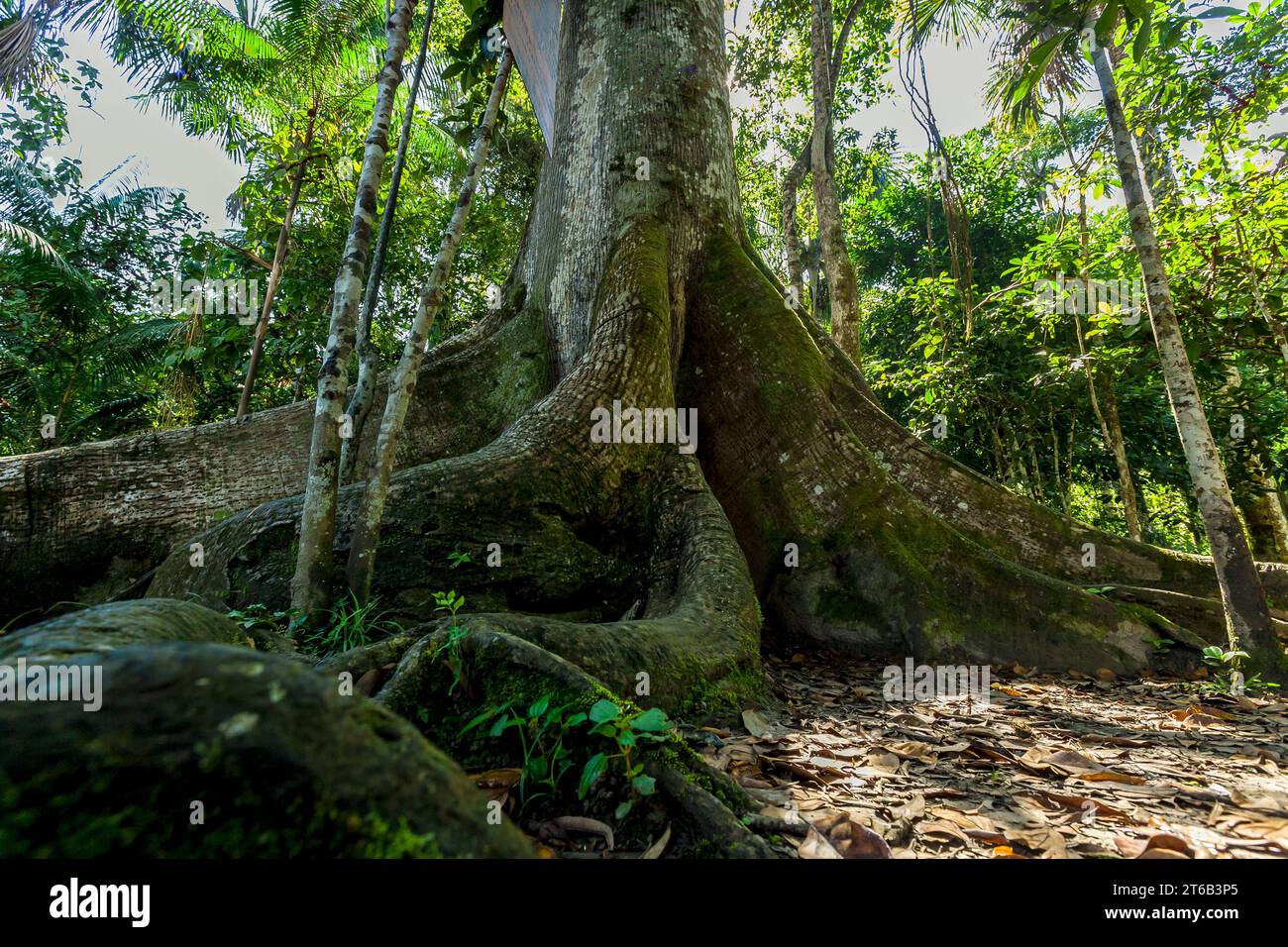 Eternal rains hi-res stock photography and images - Alamy