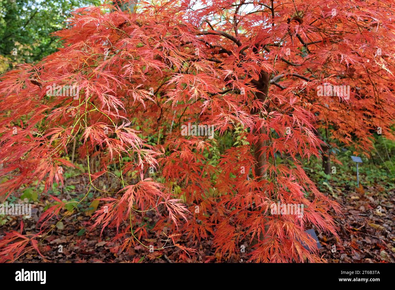 The red and orange dissected leaves of the Acer palmatum Dissectum ...