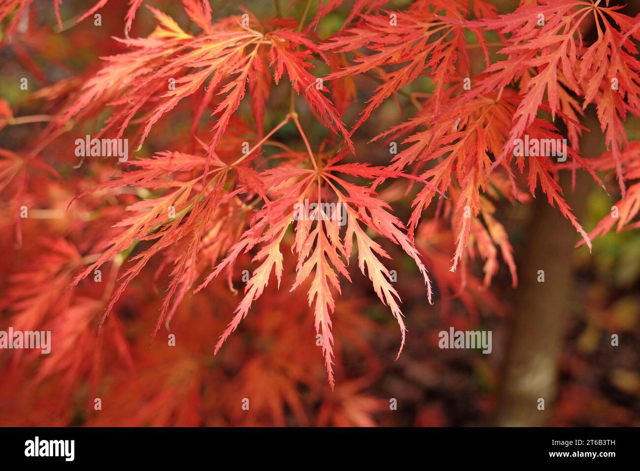 The red and orange dissected leaves of the Acer palmatum Dissectum ...
