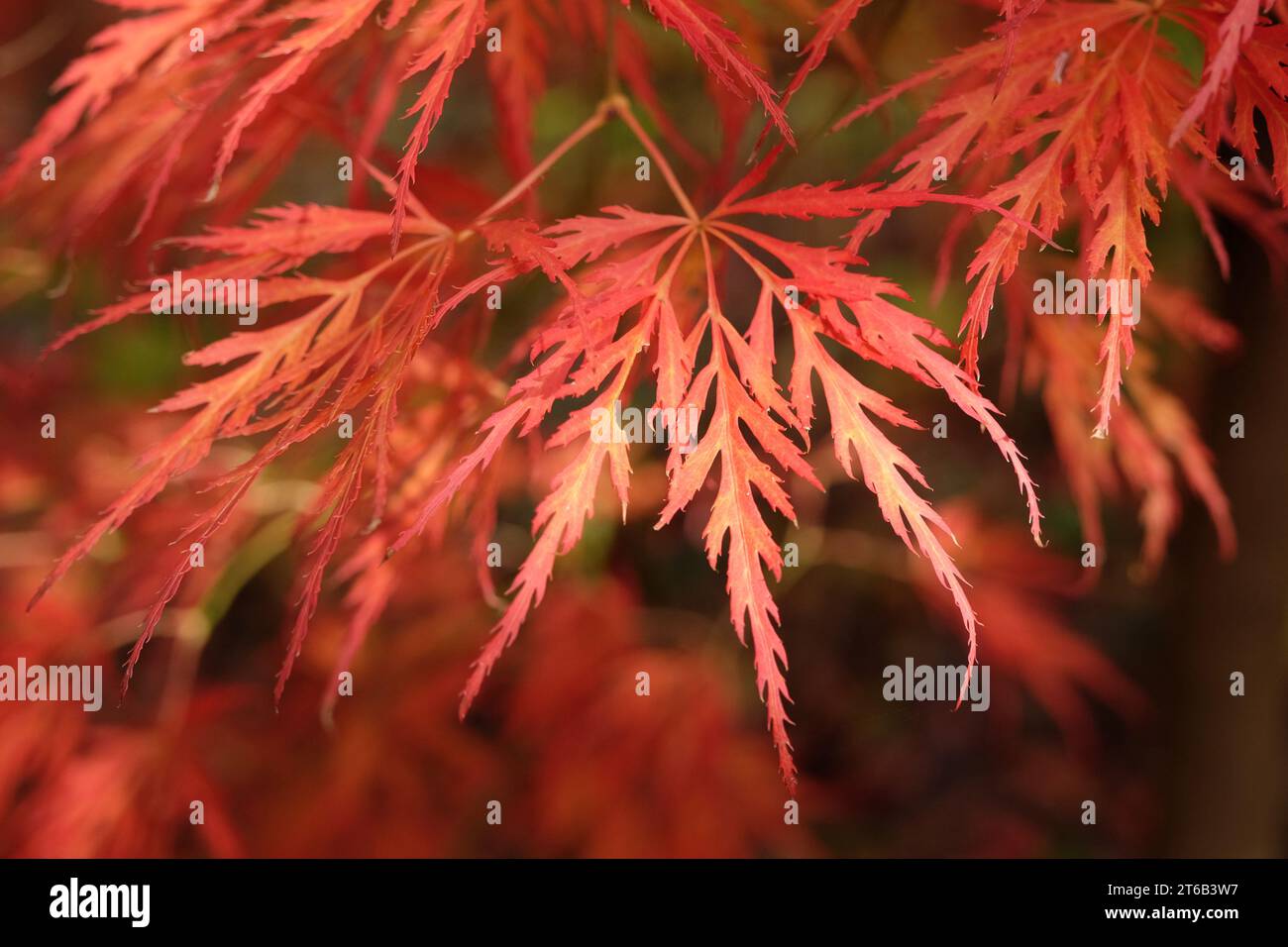 The red and orange dissected leaves of the Acer palmatum Dissectum ...
