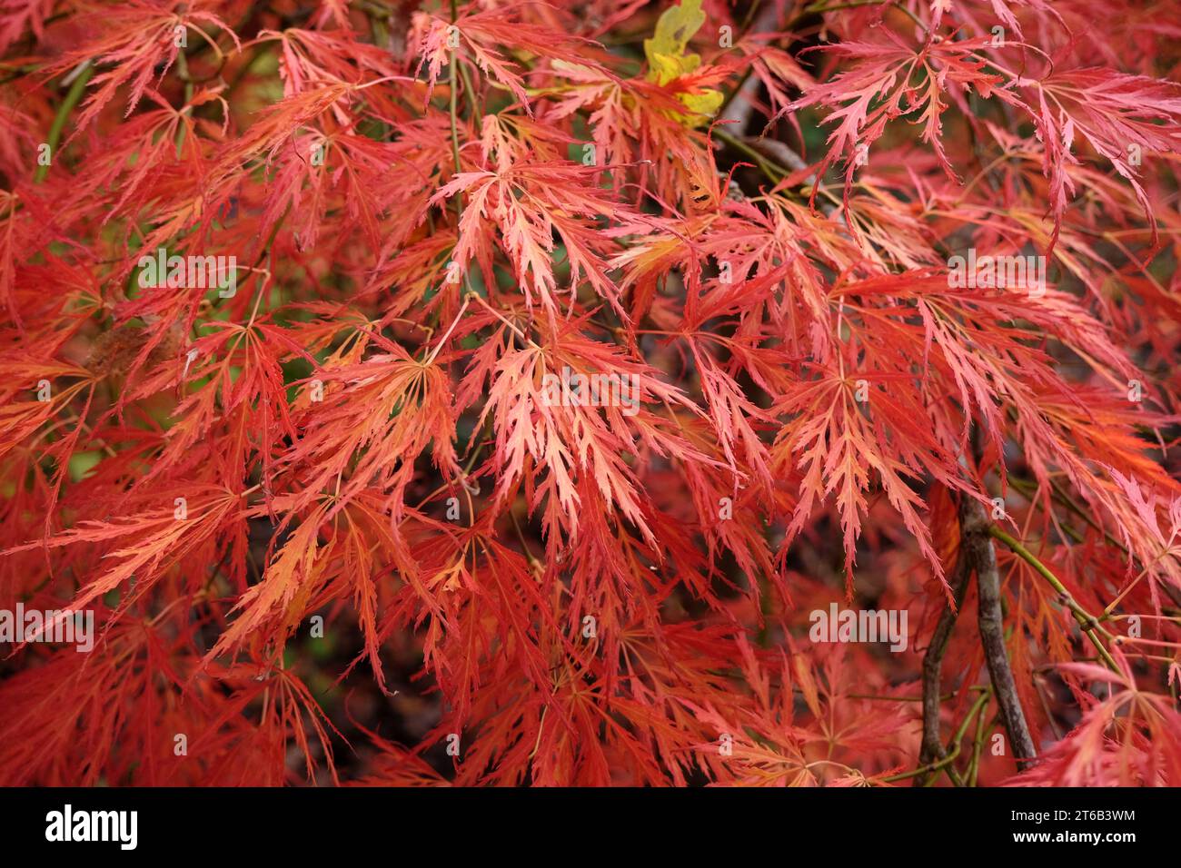 The red and orange dissected leaves of the Acer palmatum Dissectum ...