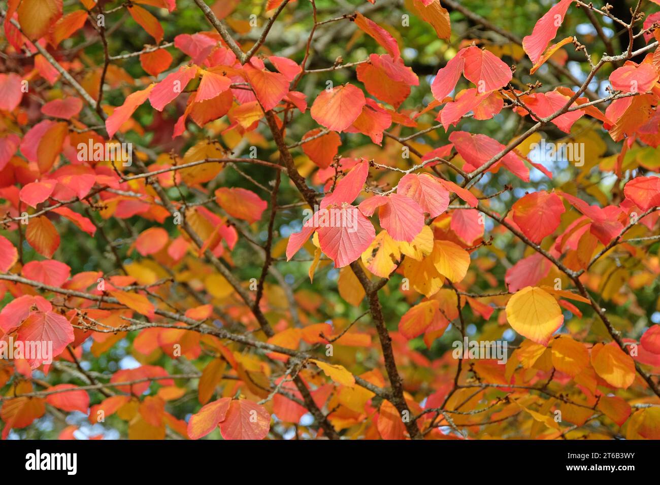The red and orange Autumn foliage of witch hazel, Hamamelis intermedia ...