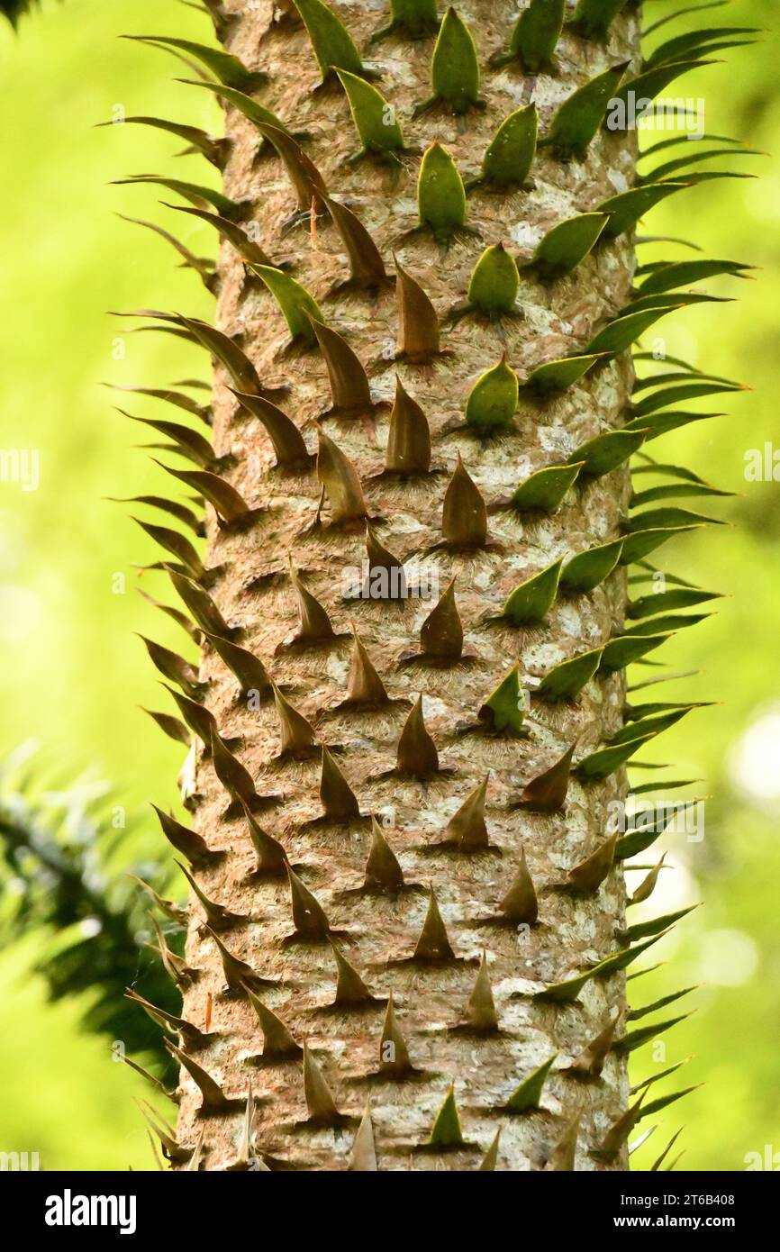 Monkey puzzle tree in the Woodstock Gardens and Arboretum Stock Photo ...
