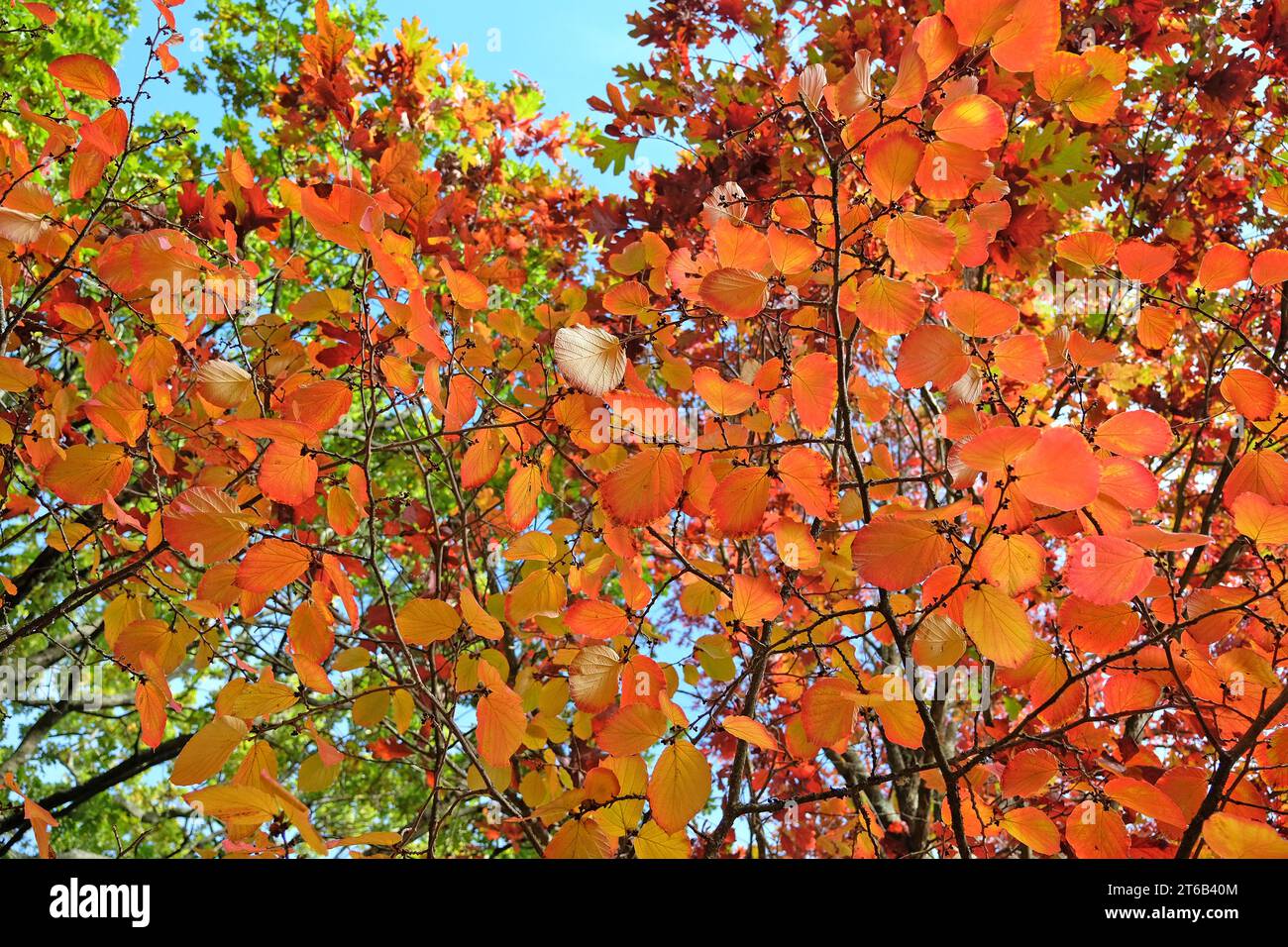 The red and orange Autumn foliage of witch hazel, Hamamelis intermedia ...