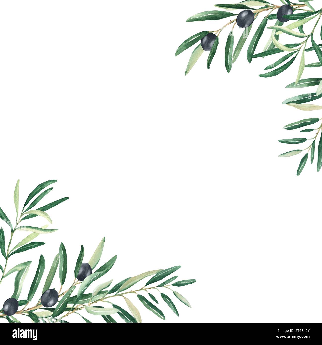 Olive tree square frame, border. Black olives and branches corners ...