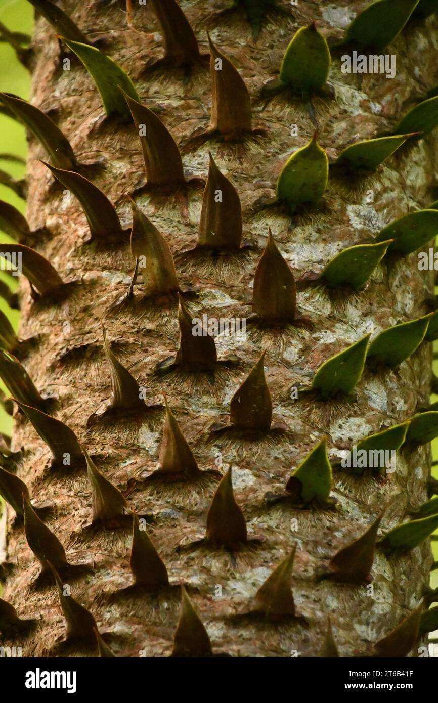 Monkey puzzle tree in the Woodstock Gardens and Arboretum Stock Photo ...