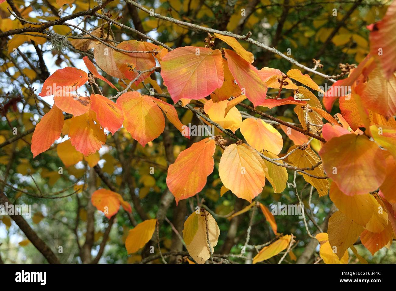Witch hazel autumn foliage hamamelis hi-res stock photography and ...