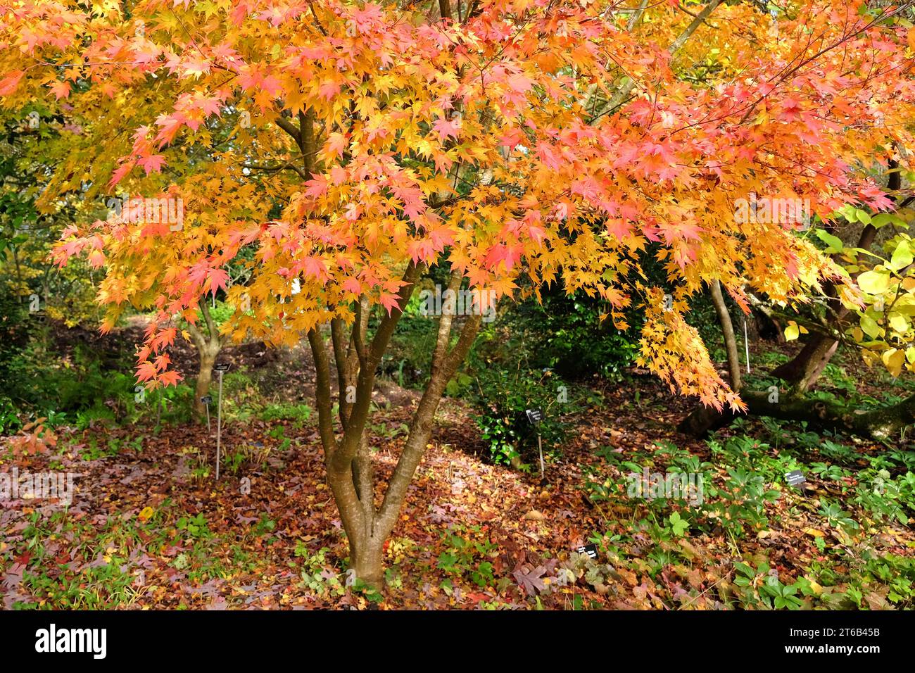 The red and orange Autumn foliage of the acer palmatum, Japanese maple ...