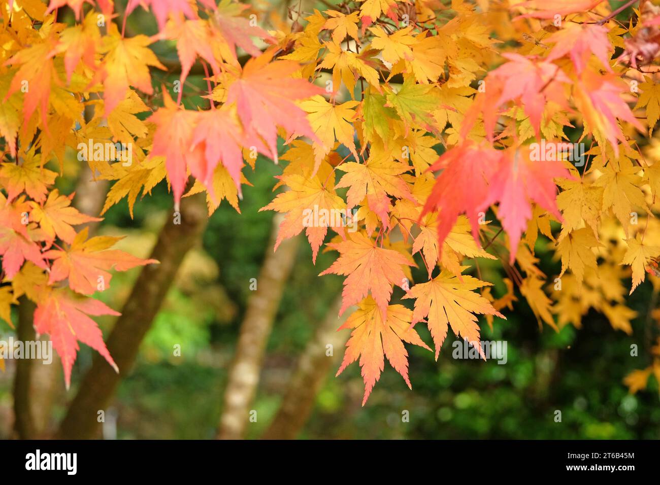 The red and orange Autumn foliage of the acer palmatum, Japanese maple ...