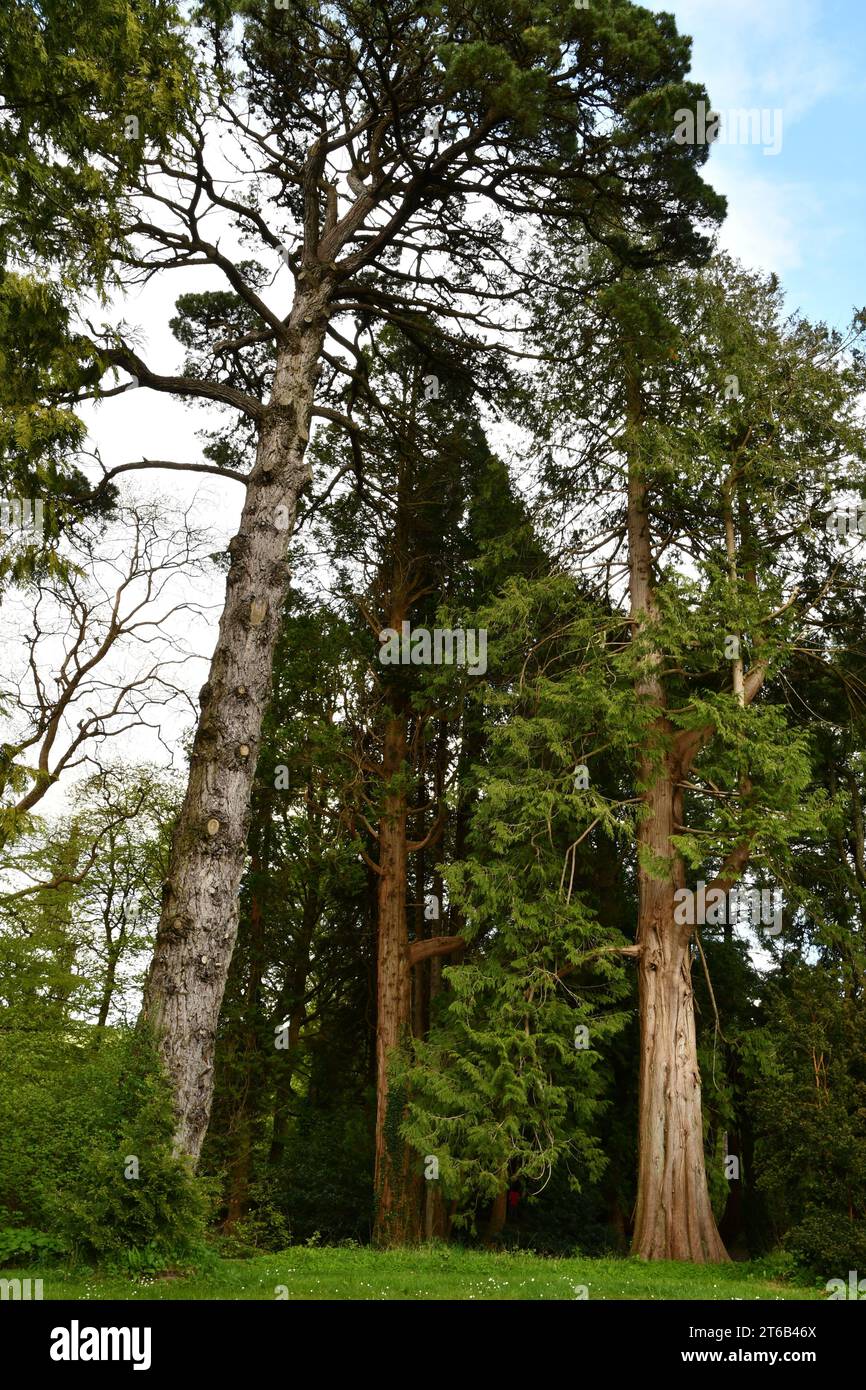 Environment arboretum hi-res stock photography and images - Alamy