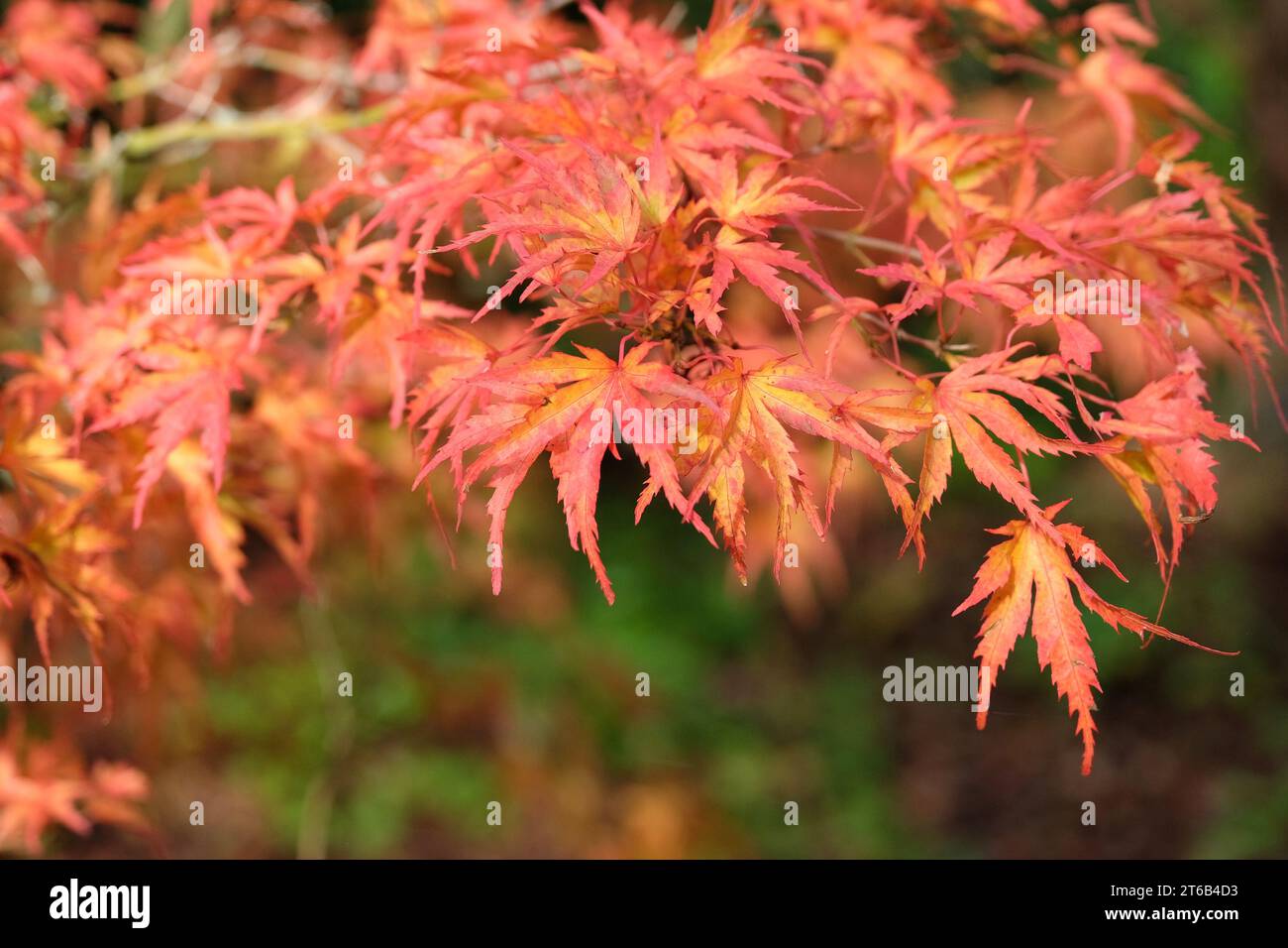 The red and orange divided leaves of the acer palmatum Kamagata ...