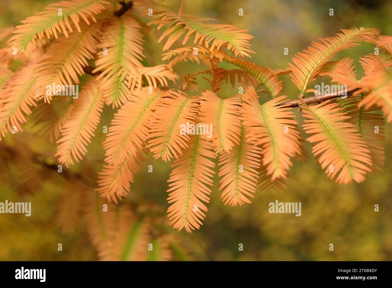 The yellow and green leaves of the deciduous conifer Metasequoia ...