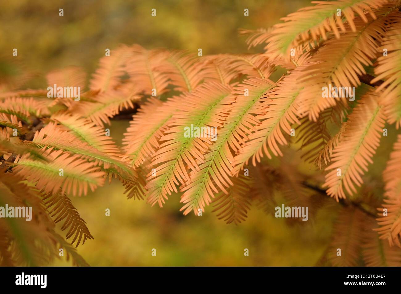 The yellow and green leaves of the deciduous conifer Metasequoia ...
