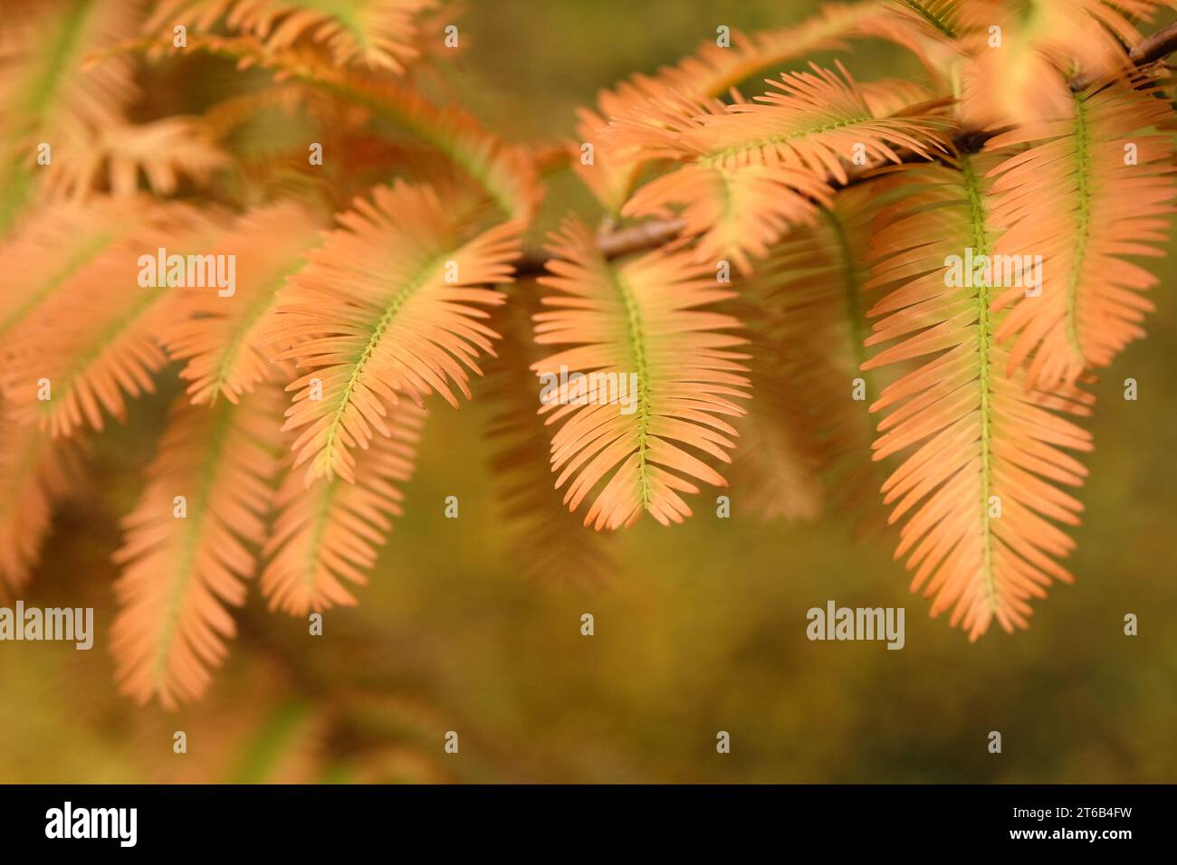 The yellow and green leaves of the deciduous conifer Metasequoia ...