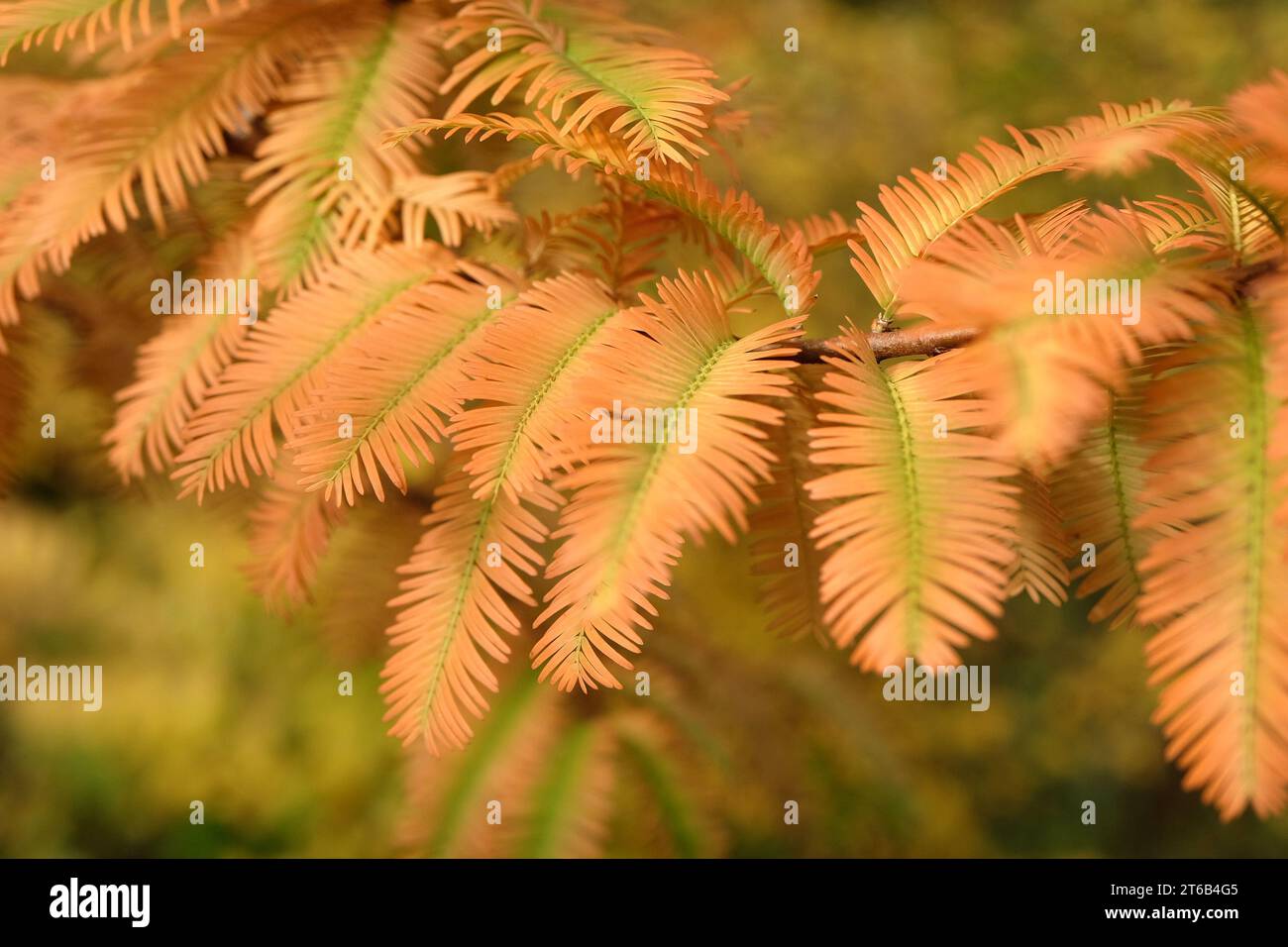 The yellow and green leaves of the deciduous conifer Metasequoia ...