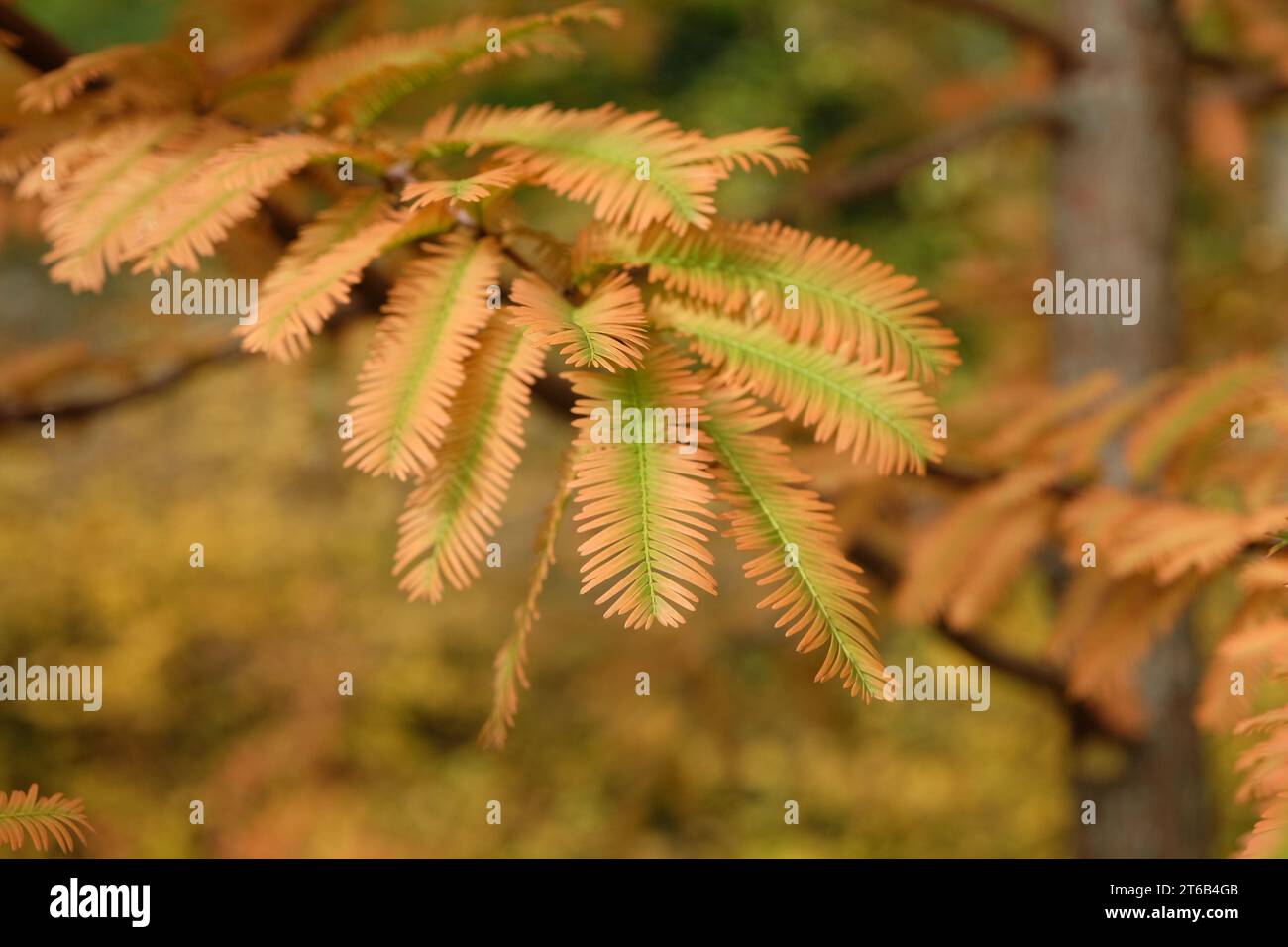 The yellow and green leaves of the deciduous conifer Metasequoia ...