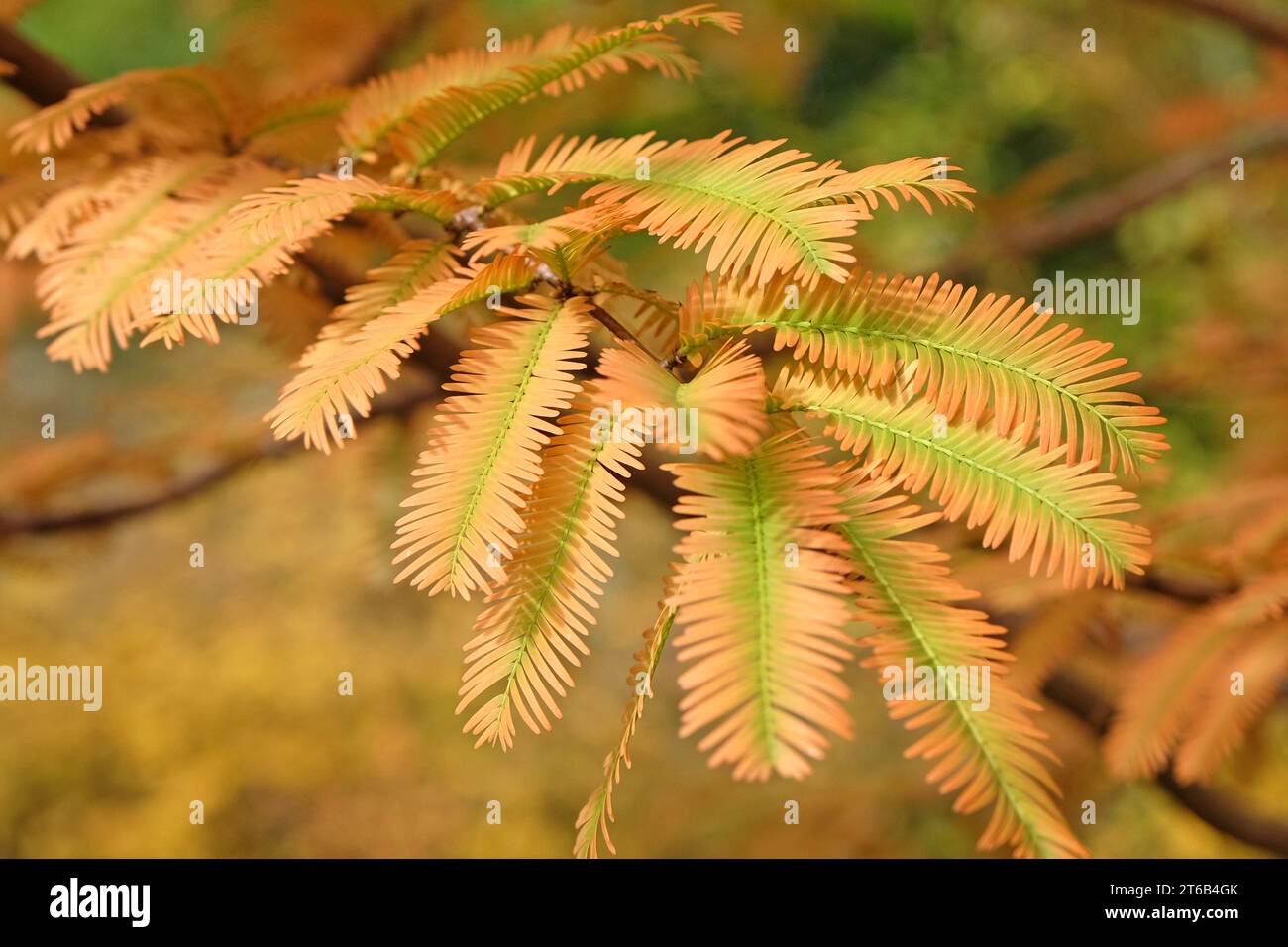 The yellow and green leaves of the deciduous conifer Metasequoia ...