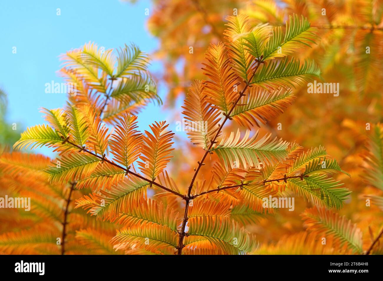 The yellow and green leaves of the deciduous conifer Metasequoia ...