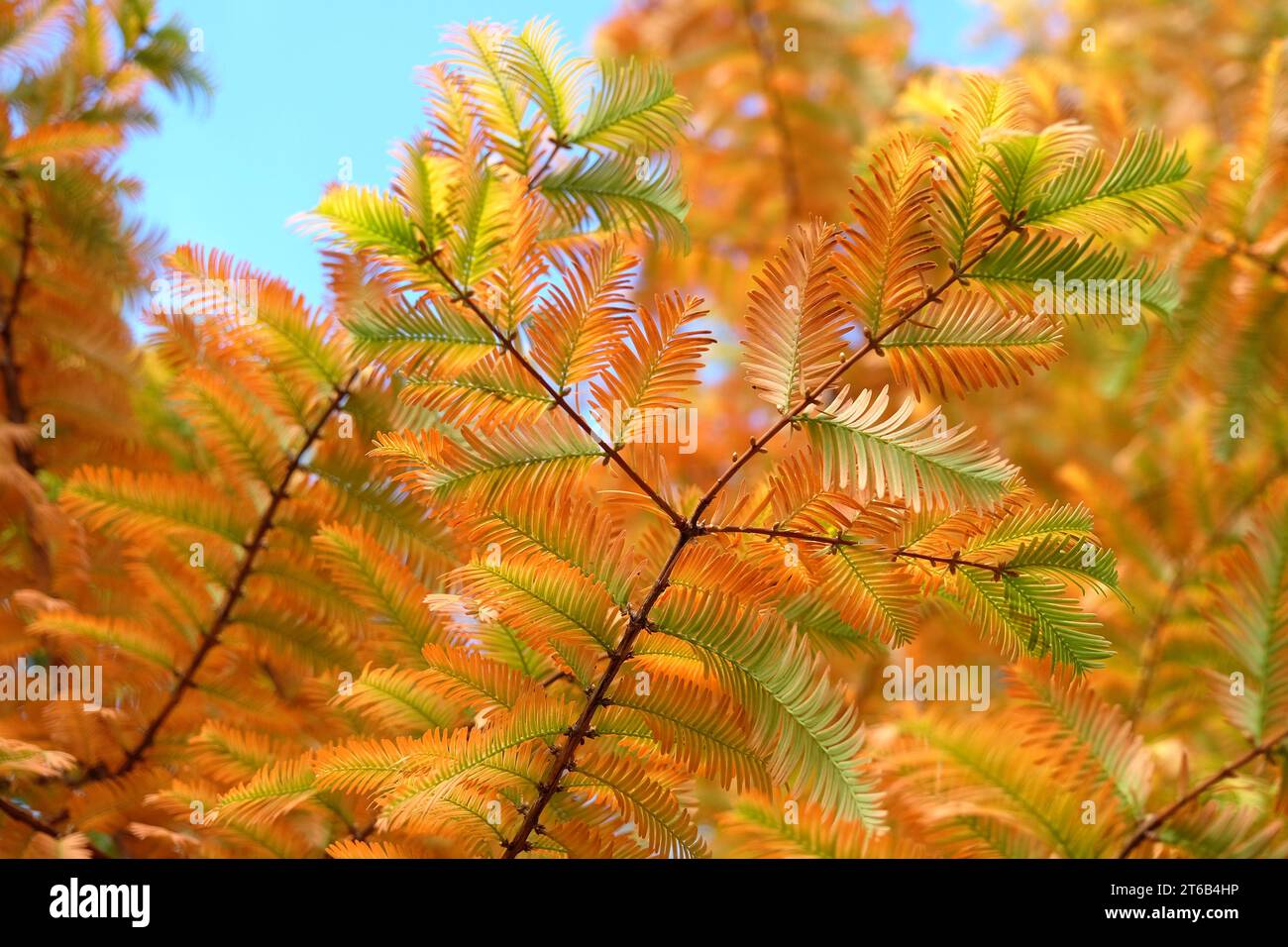 The yellow and green leaves of the deciduous conifer Metasequoia ...
