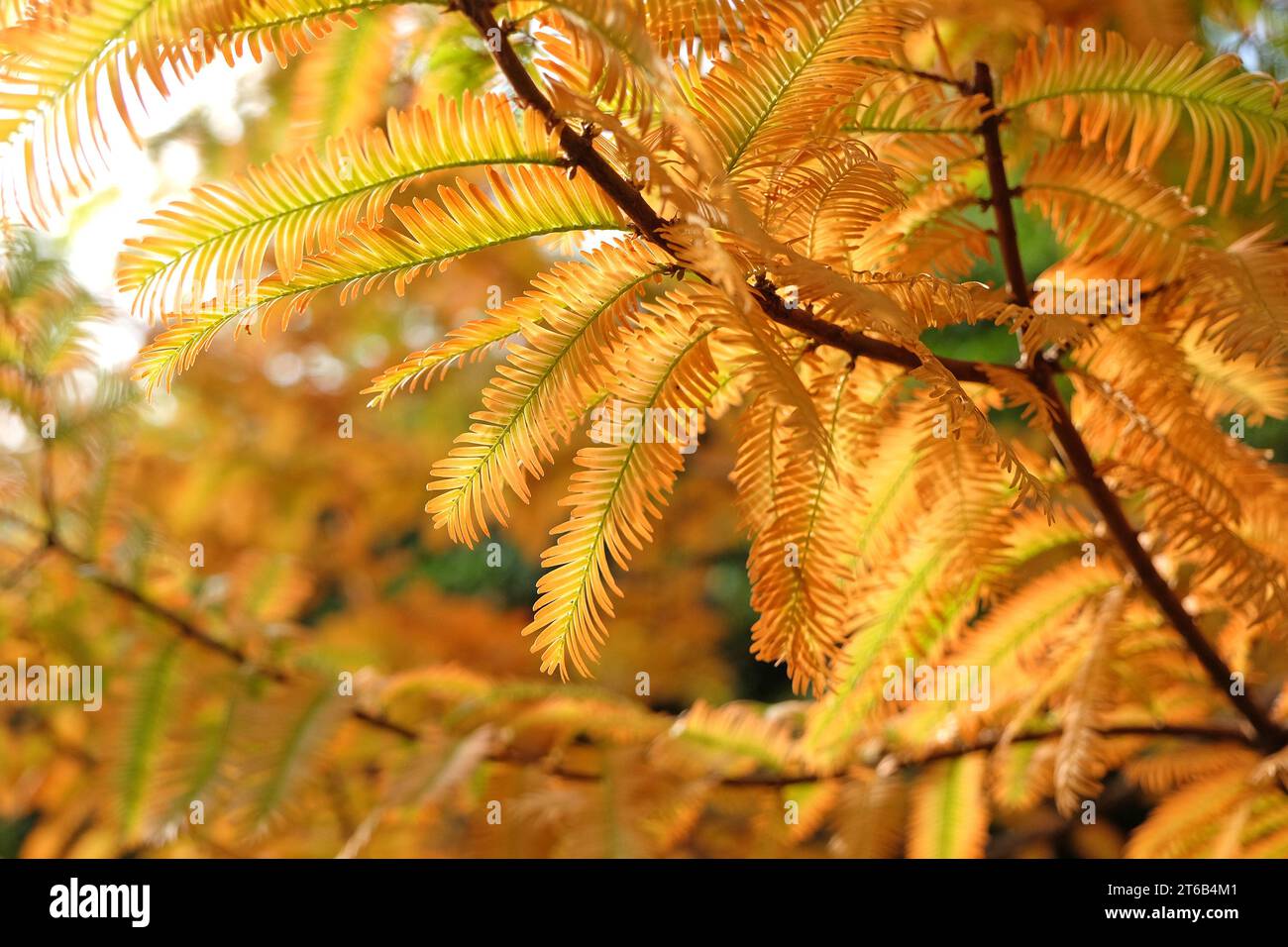 The yellow and green leaves of the deciduous conifer Metasequoia ...