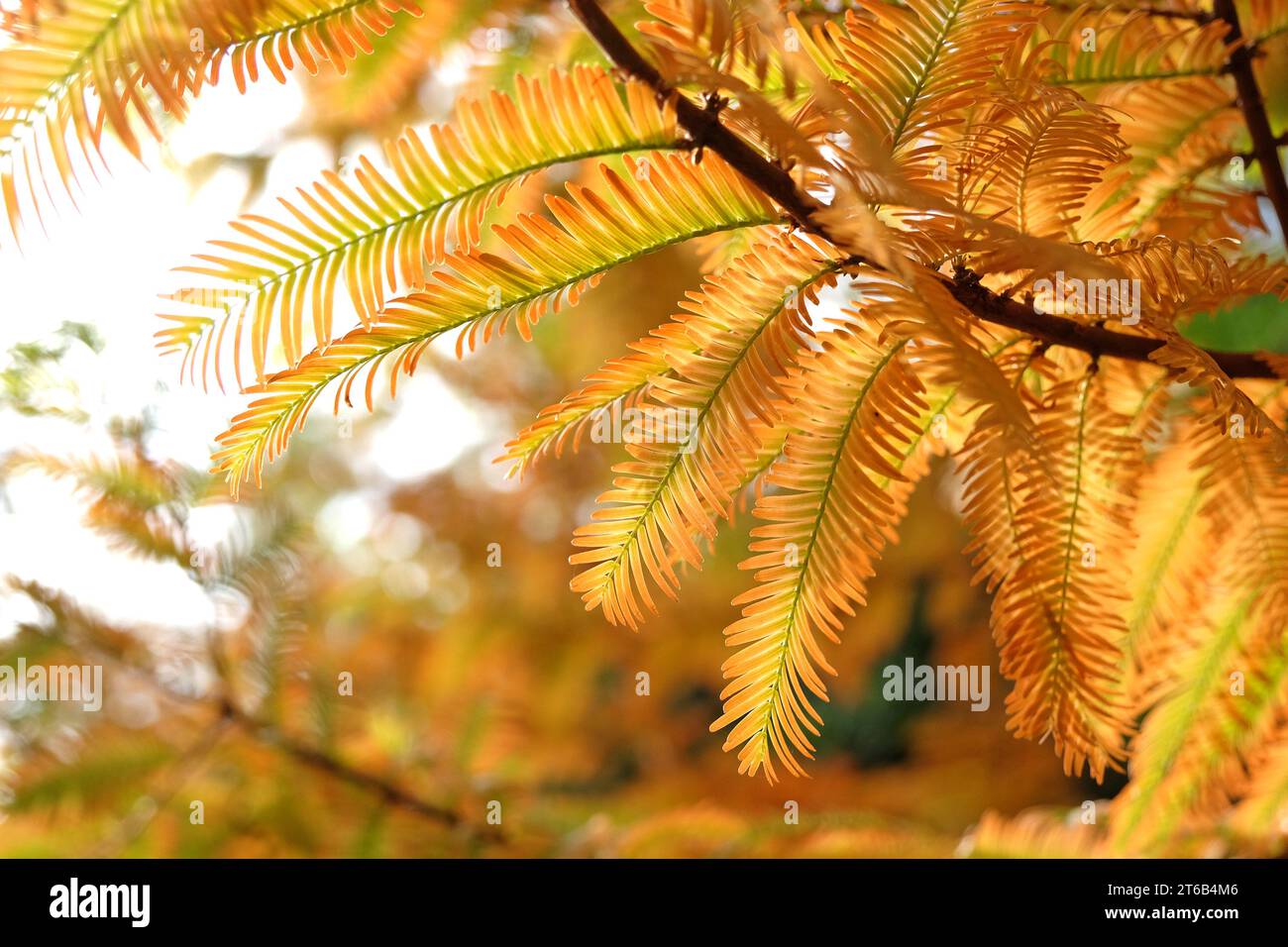 The yellow and green leaves of the deciduous conifer Metasequoia ...