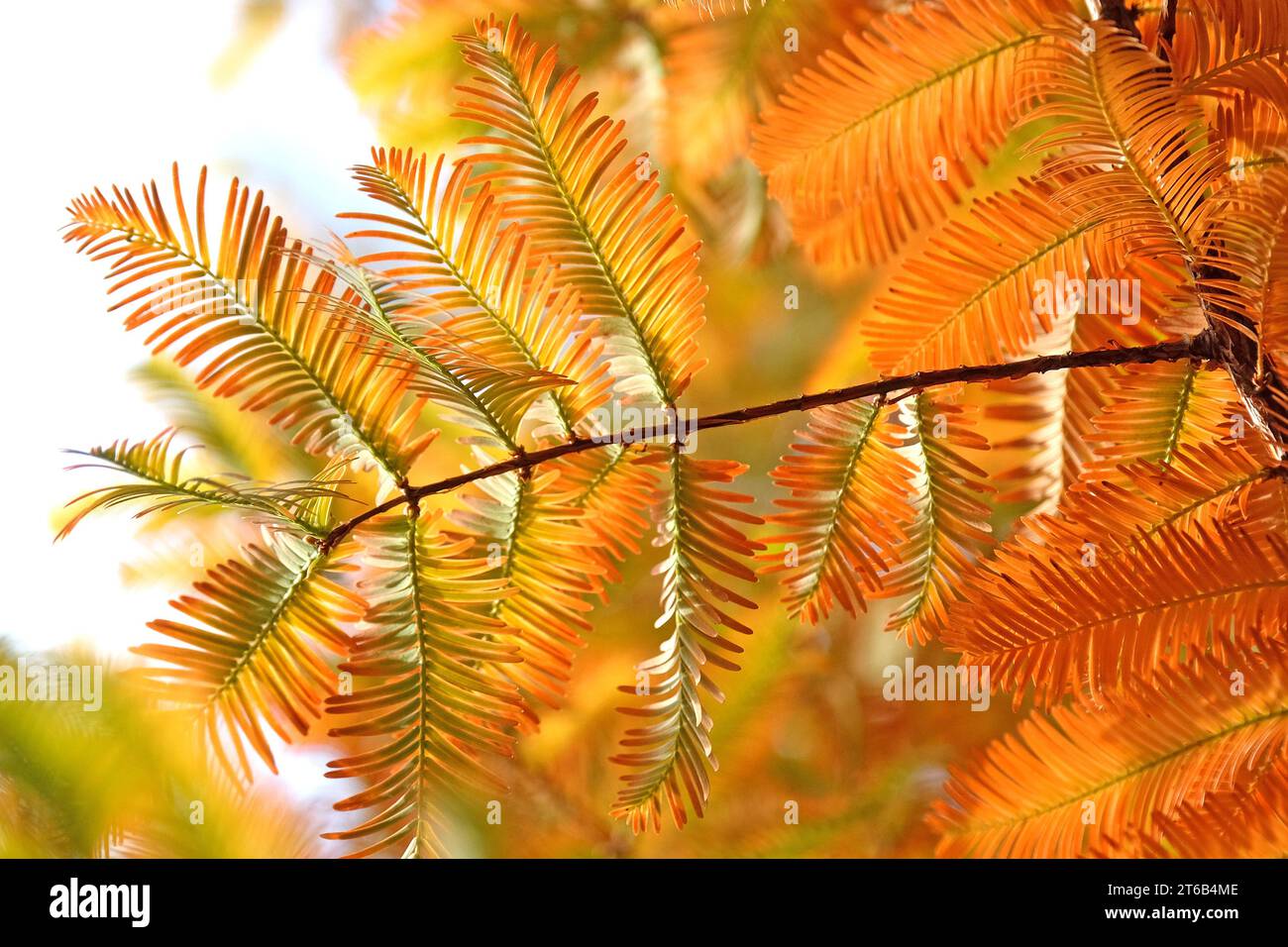 The yellow and green leaves of the deciduous conifer Metasequoia ...