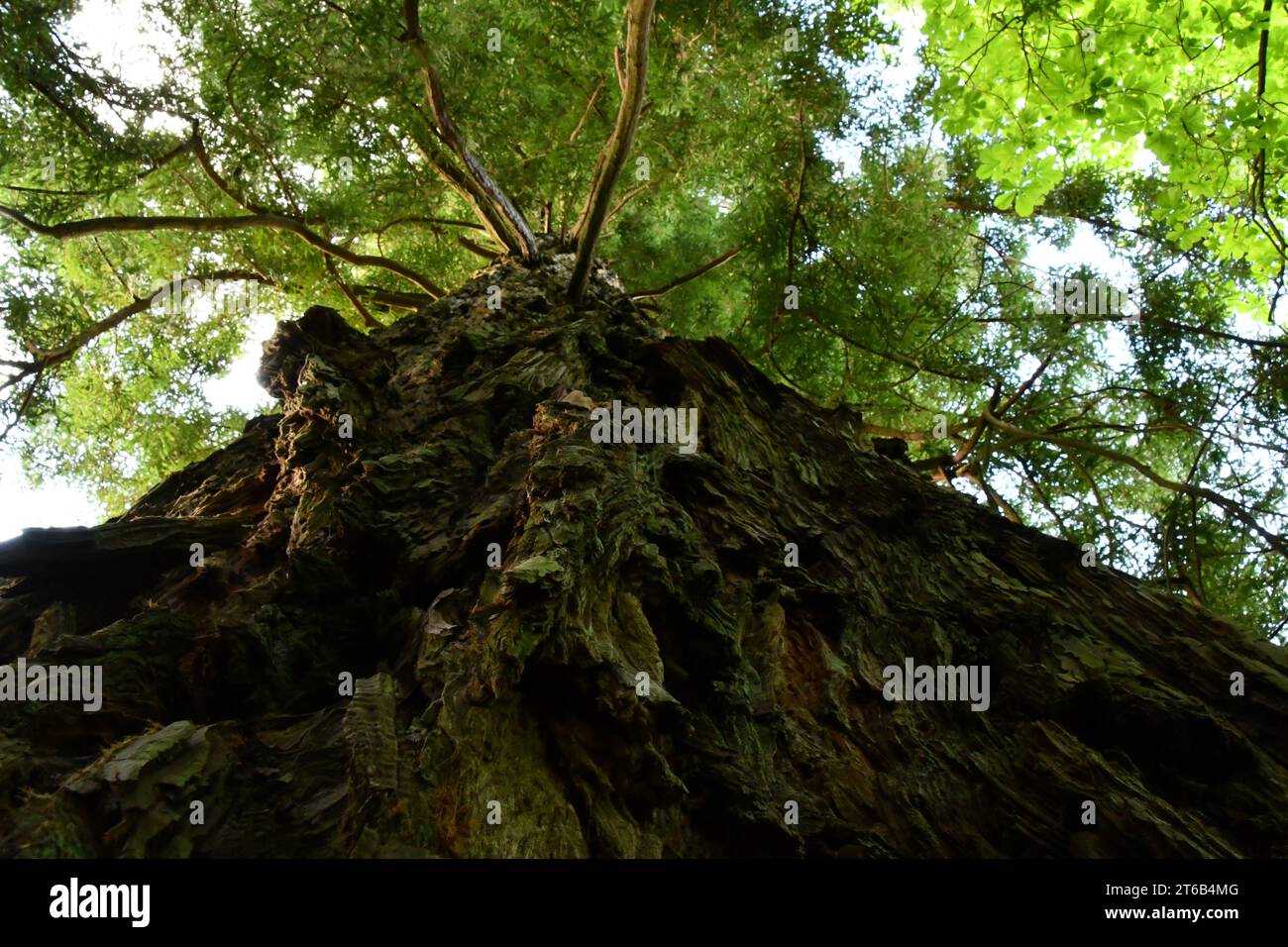 Giant sequoia tree in hi-res stock photography and images - Alamy