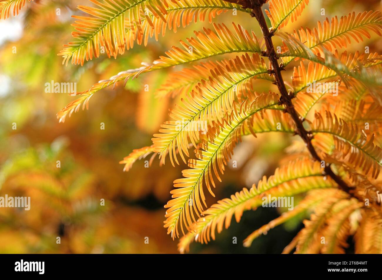 The yellow and green leaves of the deciduous conifer Metasequoia ...